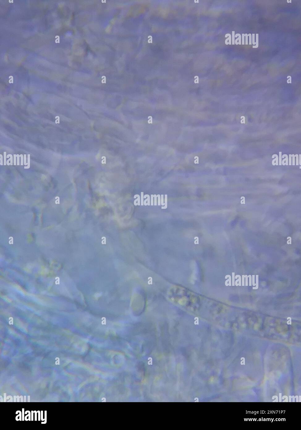 Lachnum hi-res stock photography and images - Alamy