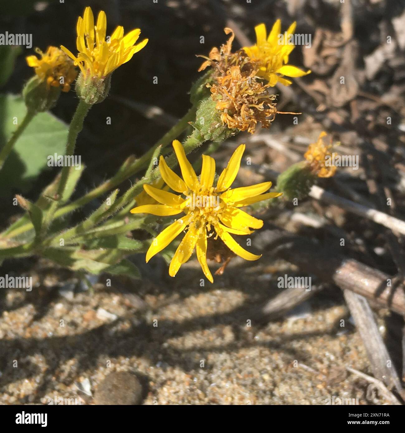 flowering plants (Angiospermae) Plantae Stock Photo - Alamy