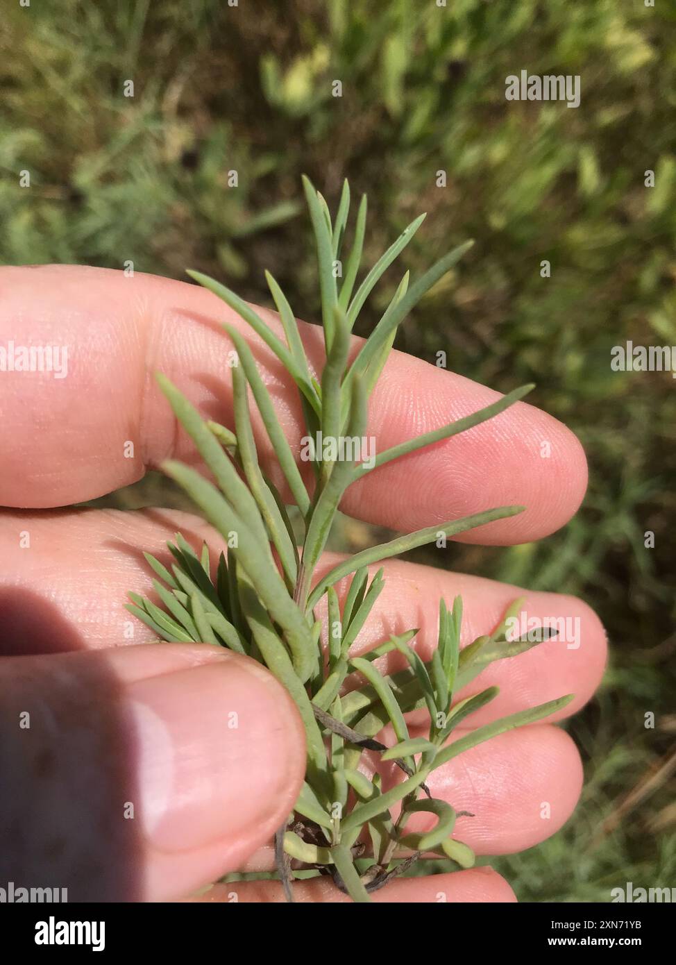 Annual Seepweed (Suaeda linearis) Plantae Stock Photo - Alamy