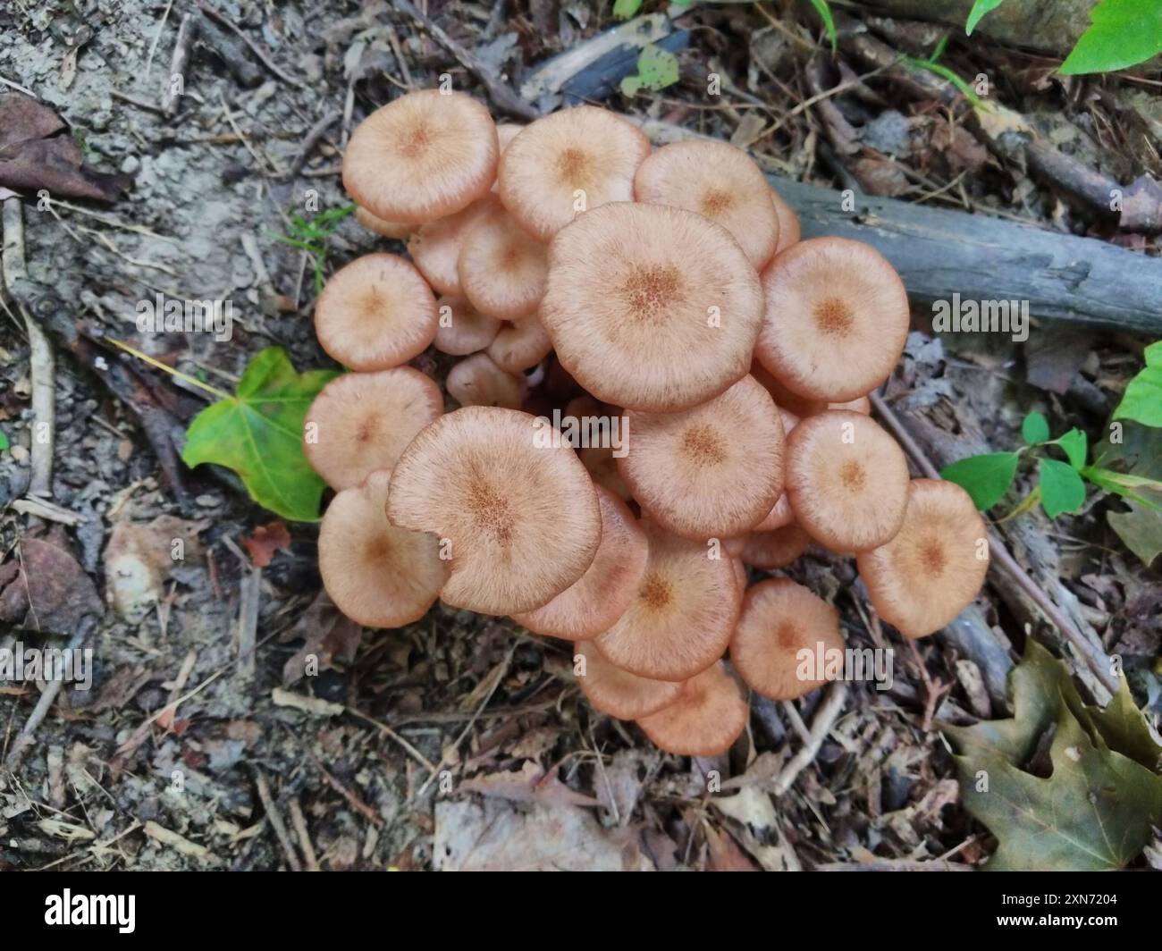 Ringless Honey Mushroom (Desarmillaria caespitosa) Fungi Stock Photo ...