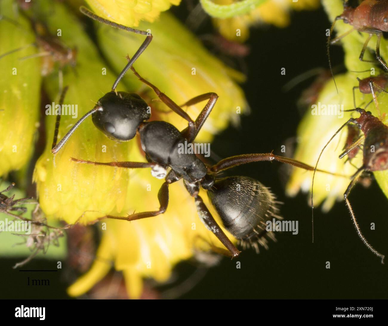 Western Black Carpenter Ant (Camponotus modoc) Insecta Stock Photo - Alamy