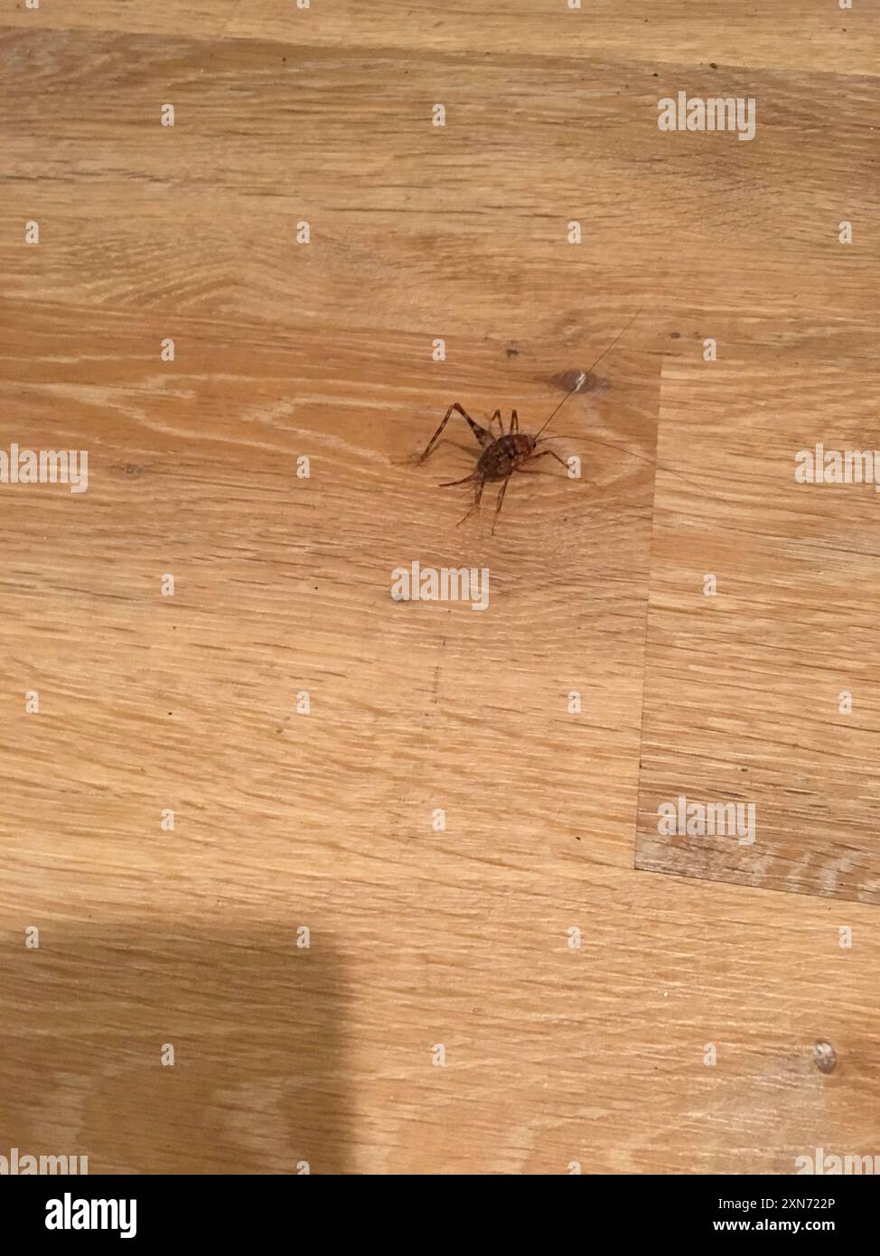 Camel Crickets, Cave Crickets, and Cave Wēta (Rhaphidophoridae) Insecta ...