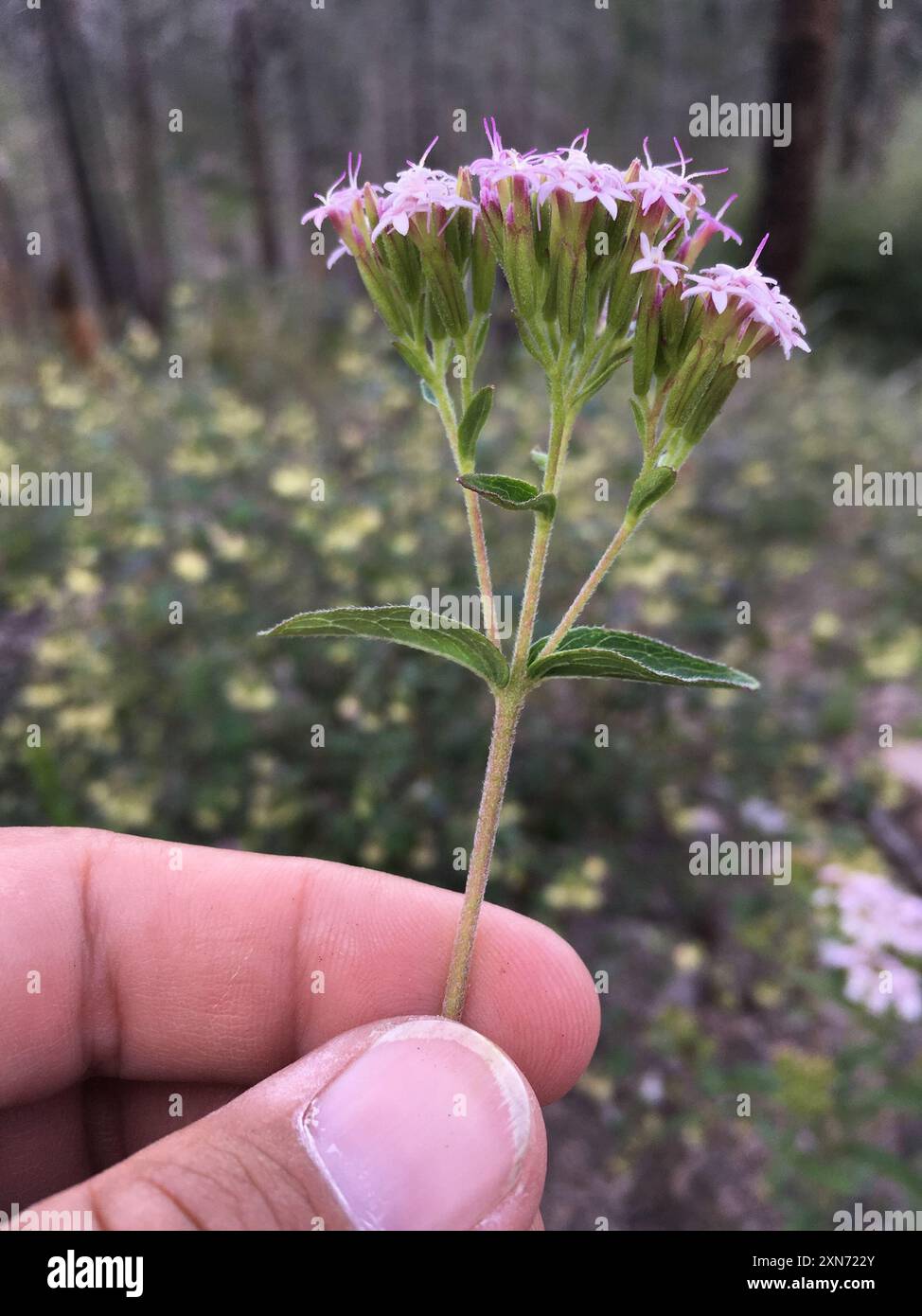 Candyleaf hi-res stock photography and images - Alamy