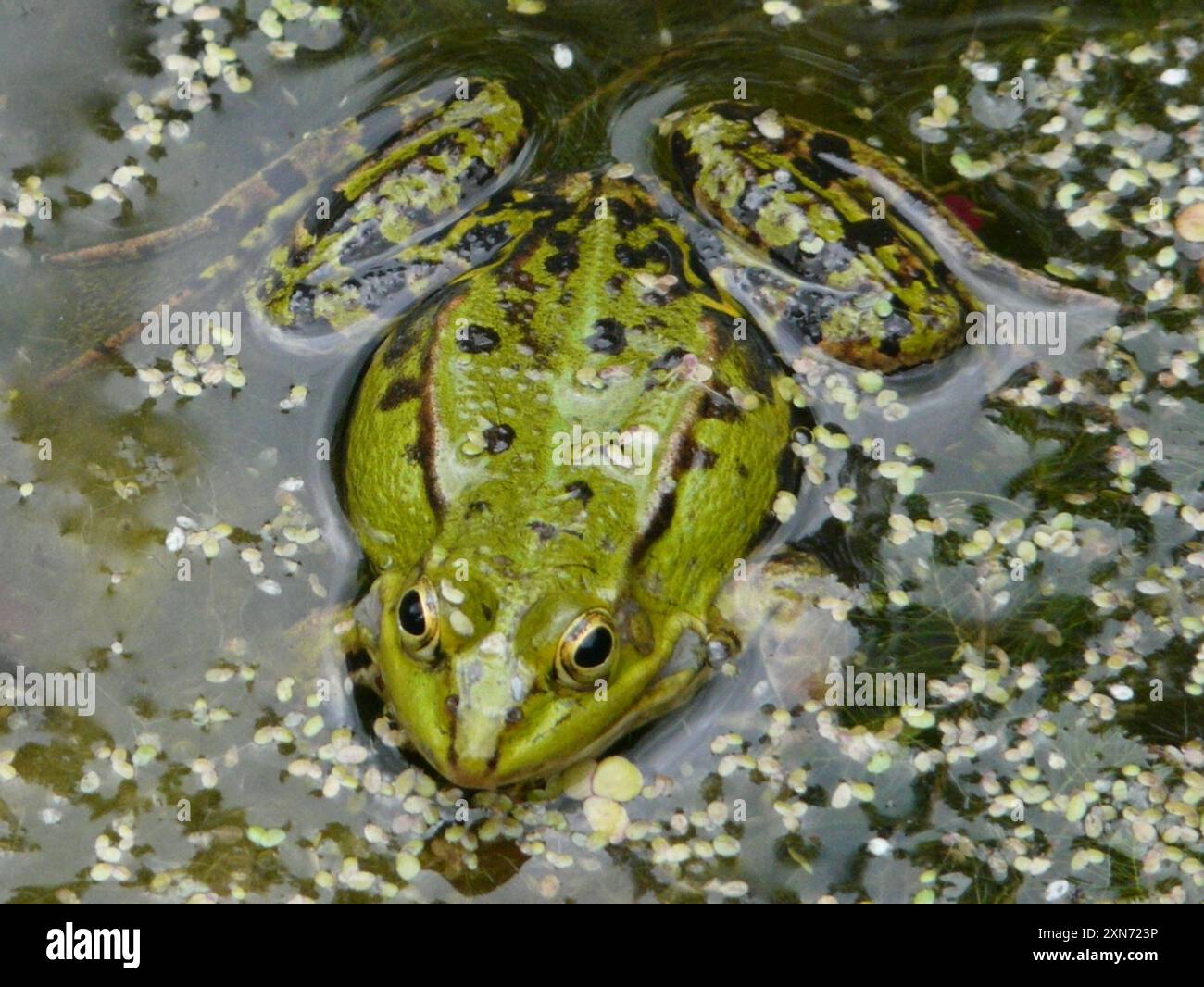 Water Frogs (Pelophylax) Amphibia Stock Photo - Alamy
