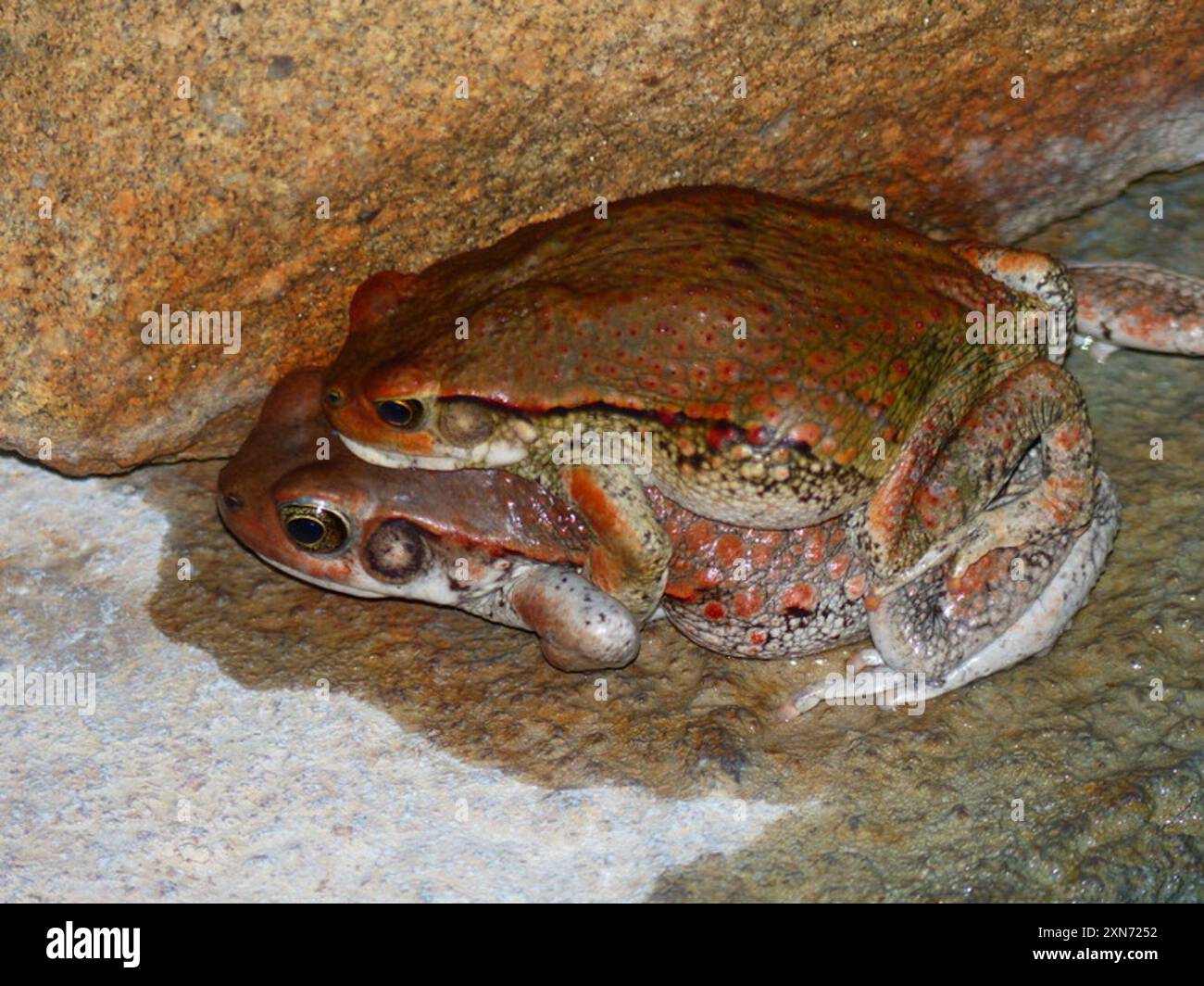 African red toad hi-res stock photography and images - Alamy
