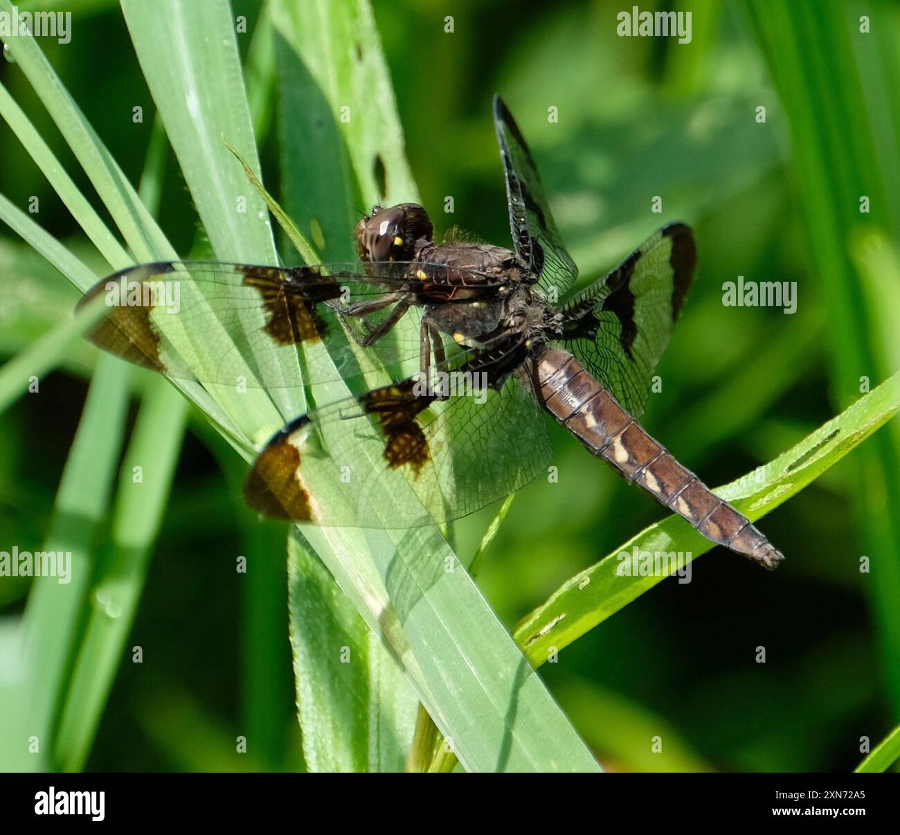 Common Whitetail (Plathemis lydia) Insecta Stock Photo - Alamy