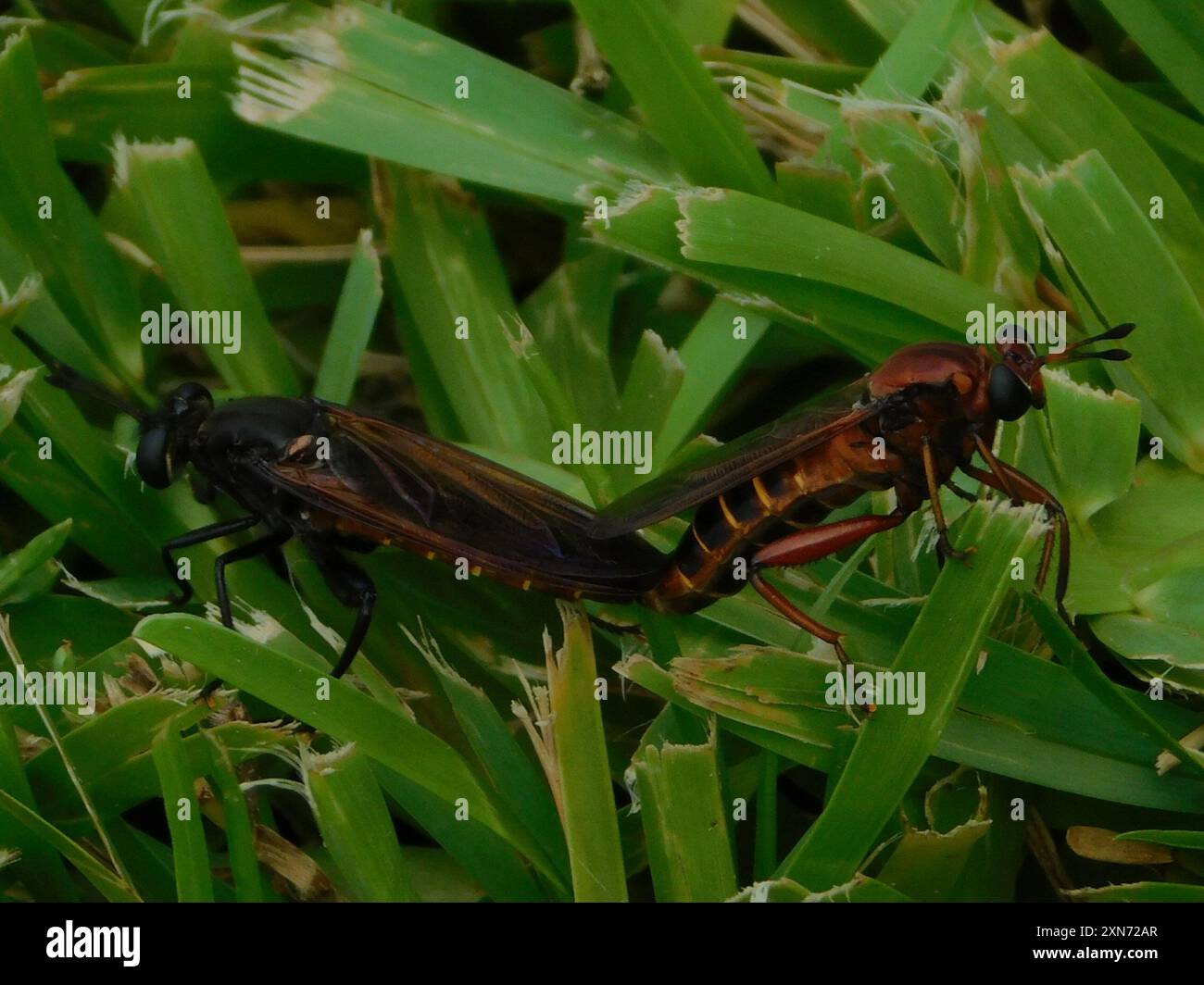 Mydas maculiventris hi-res stock photography and images - Alamy