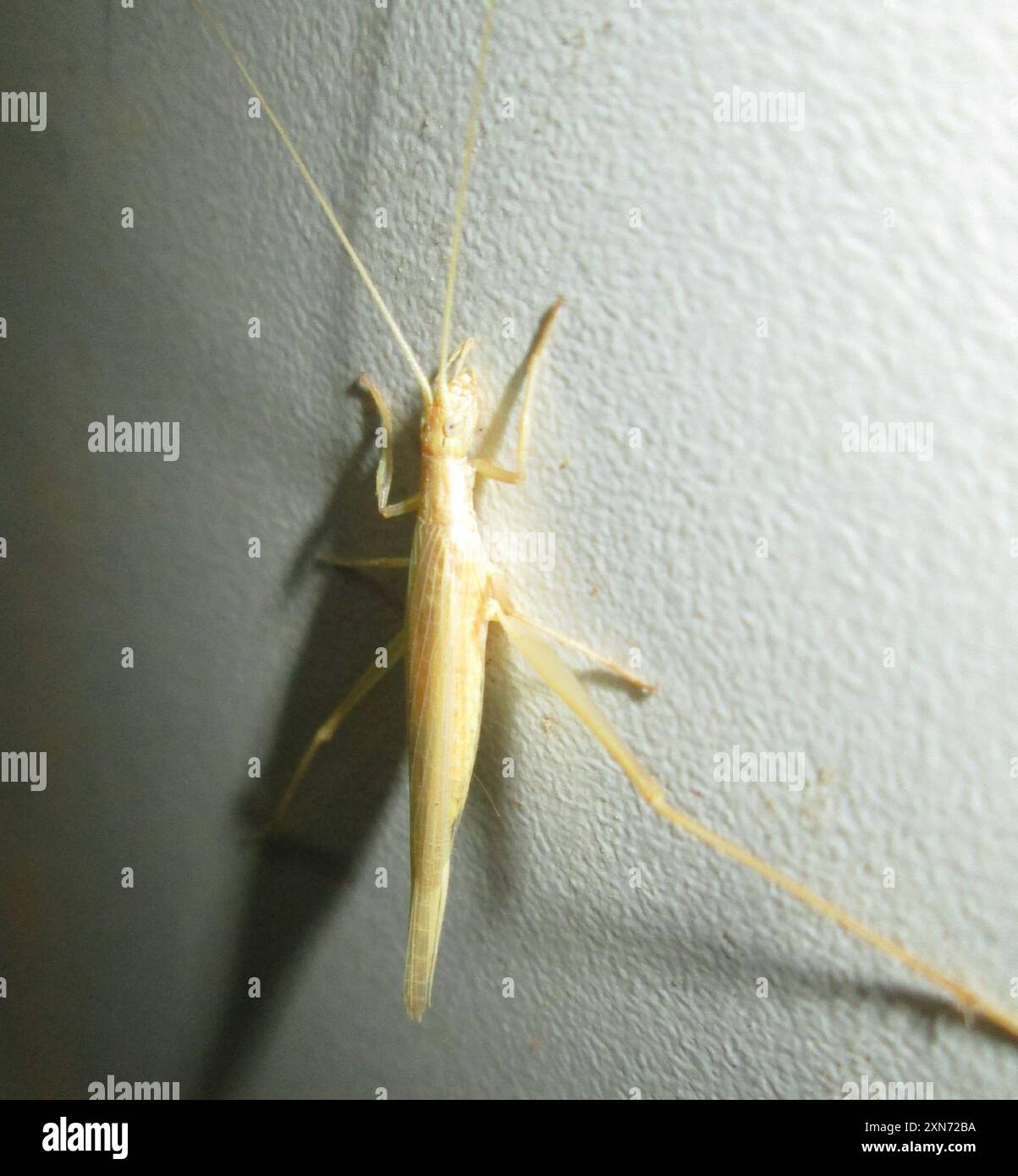 Common Tree Crickets (Oecanthus) Insecta Stock Photo - Alamy