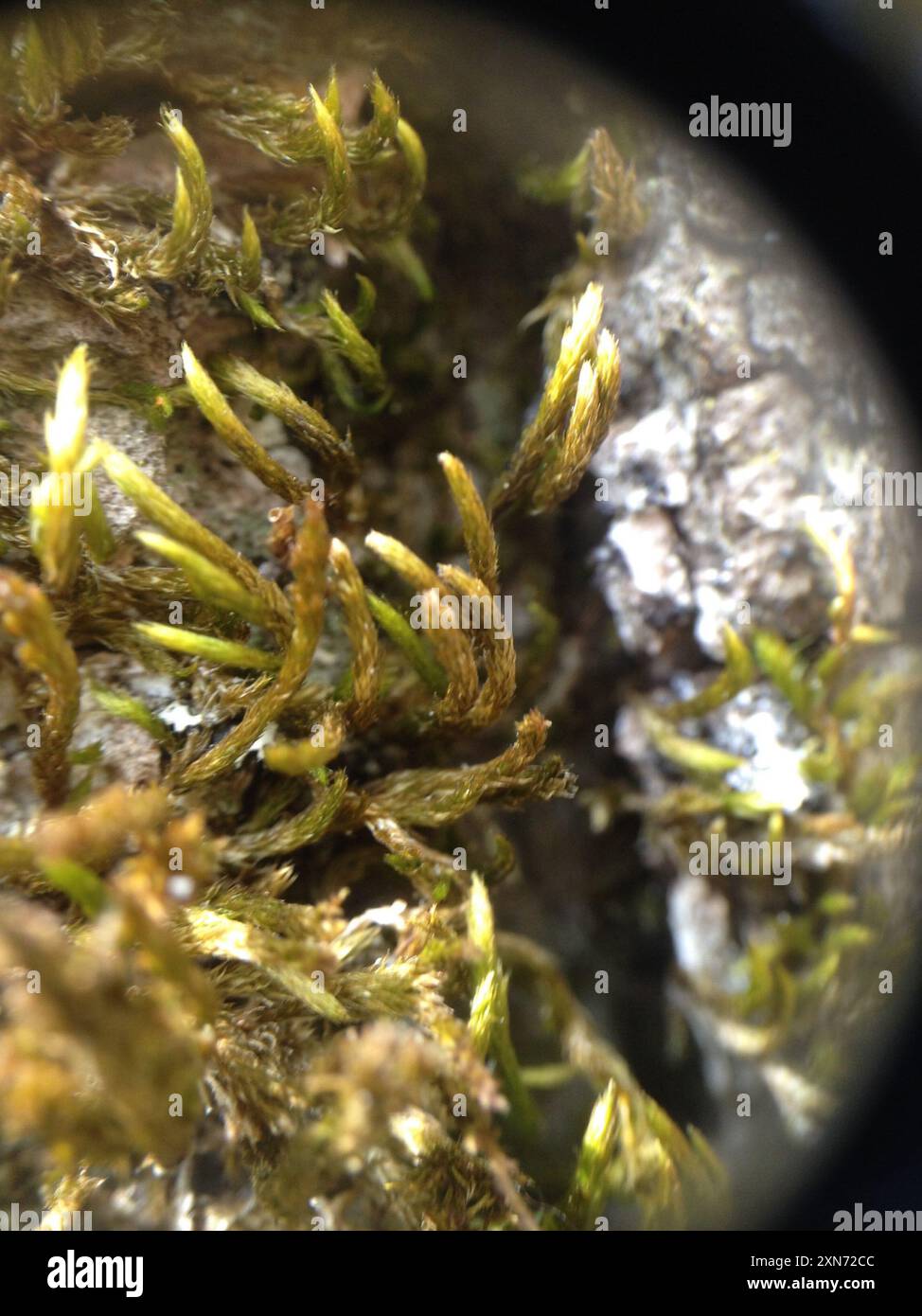 squirrel-tail moss (Leucodon sciuroides) Plantae Stock Photo - Alamy