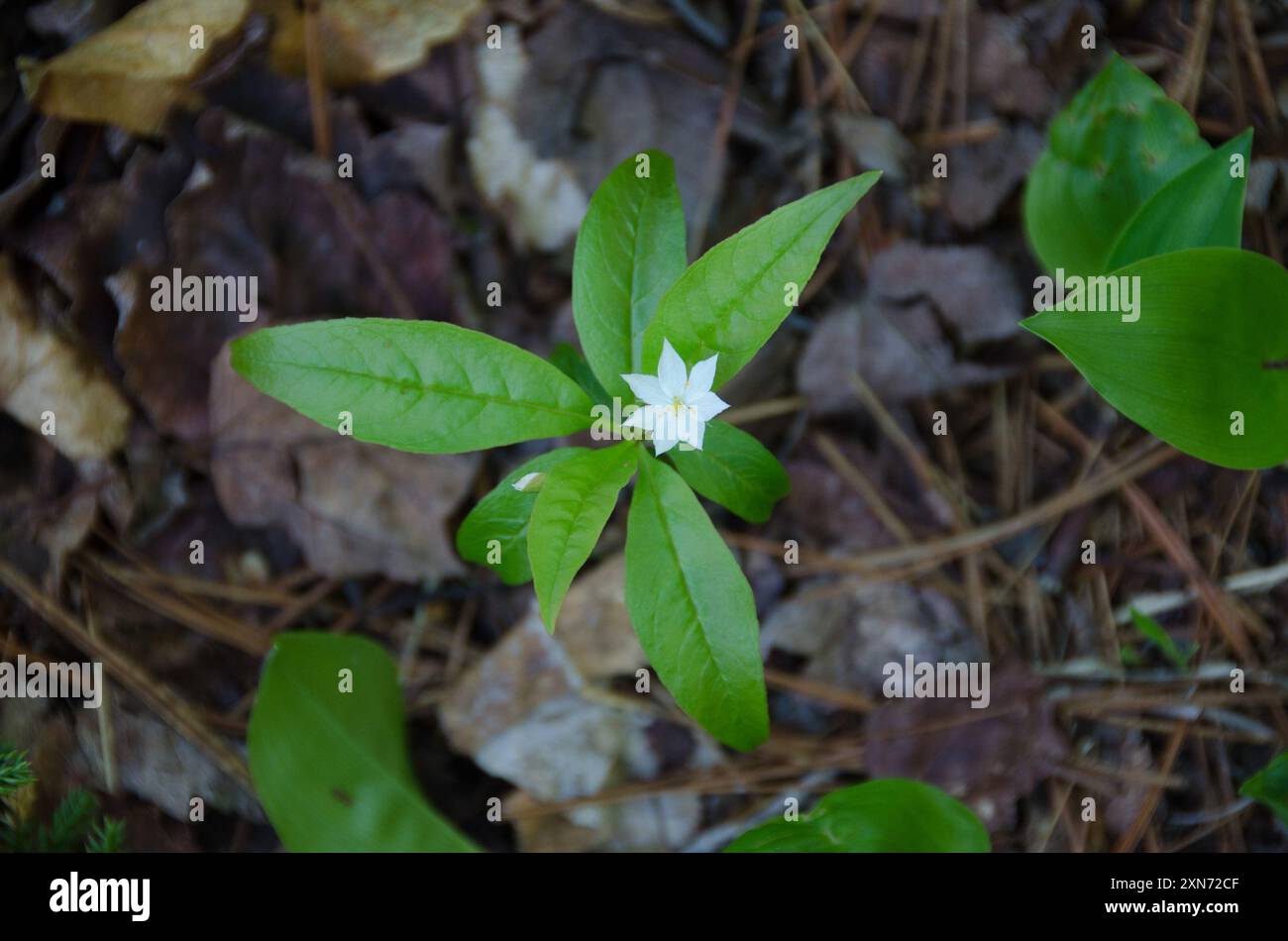 northern starflower (Lysimachia borealis) Plantae Stock Photo - Alamy