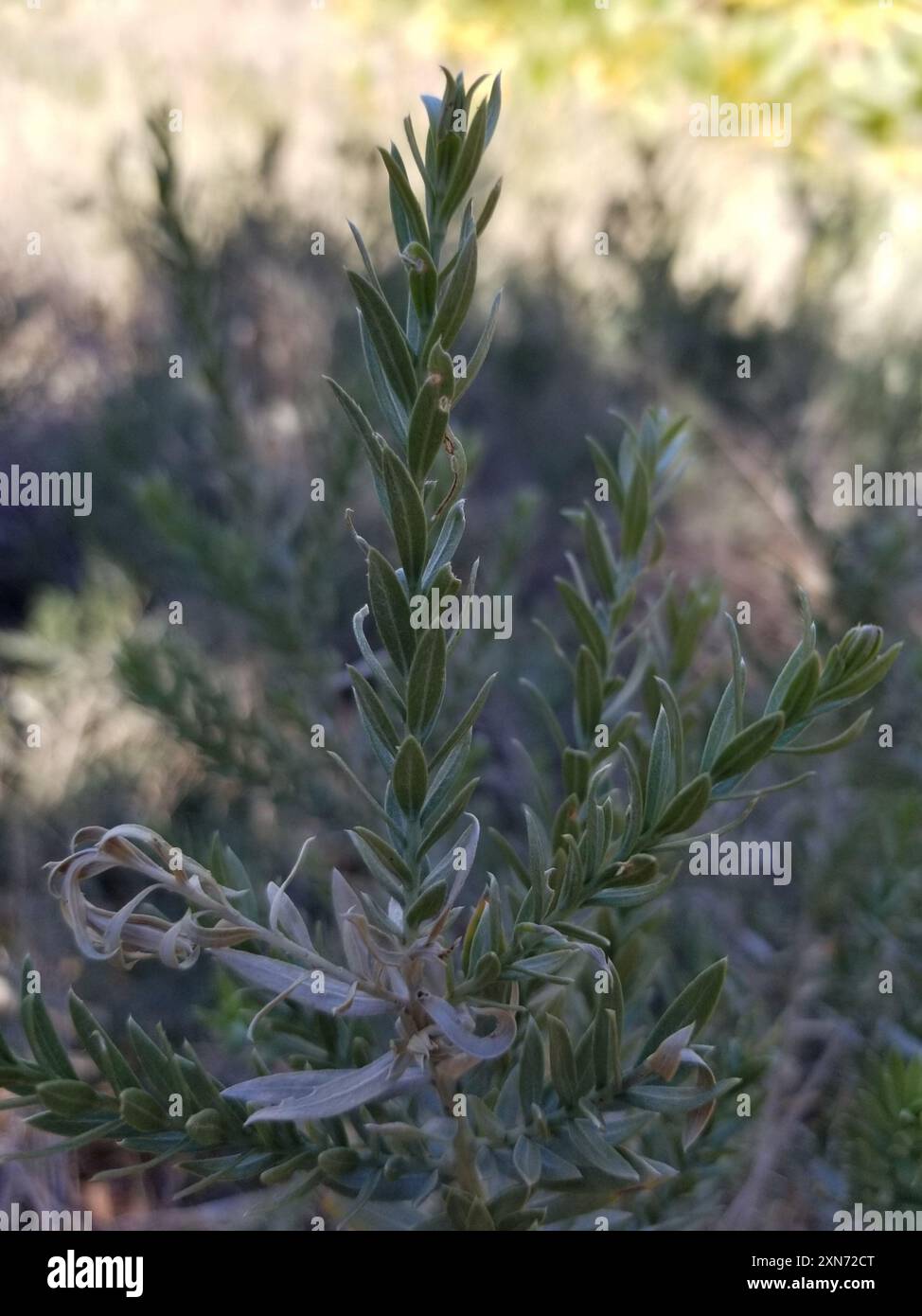 arrowweed (Pluchea sericea) Plantae Stock Photo - Alamy