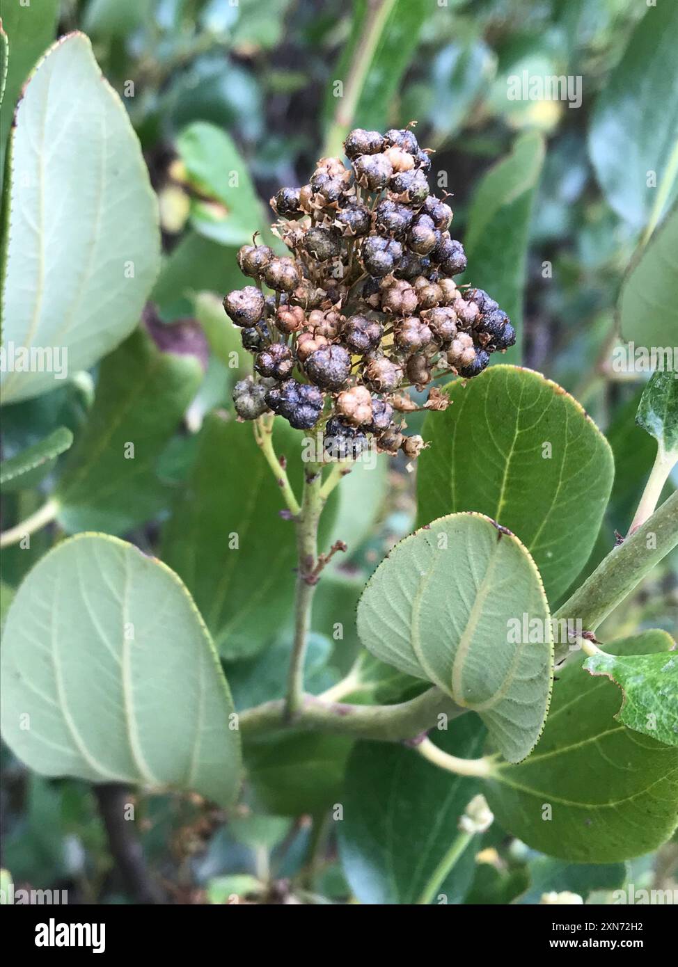 Snowbrush Ceanothus (Ceanothus velutinus) Plantae Stock Photo - Alamy