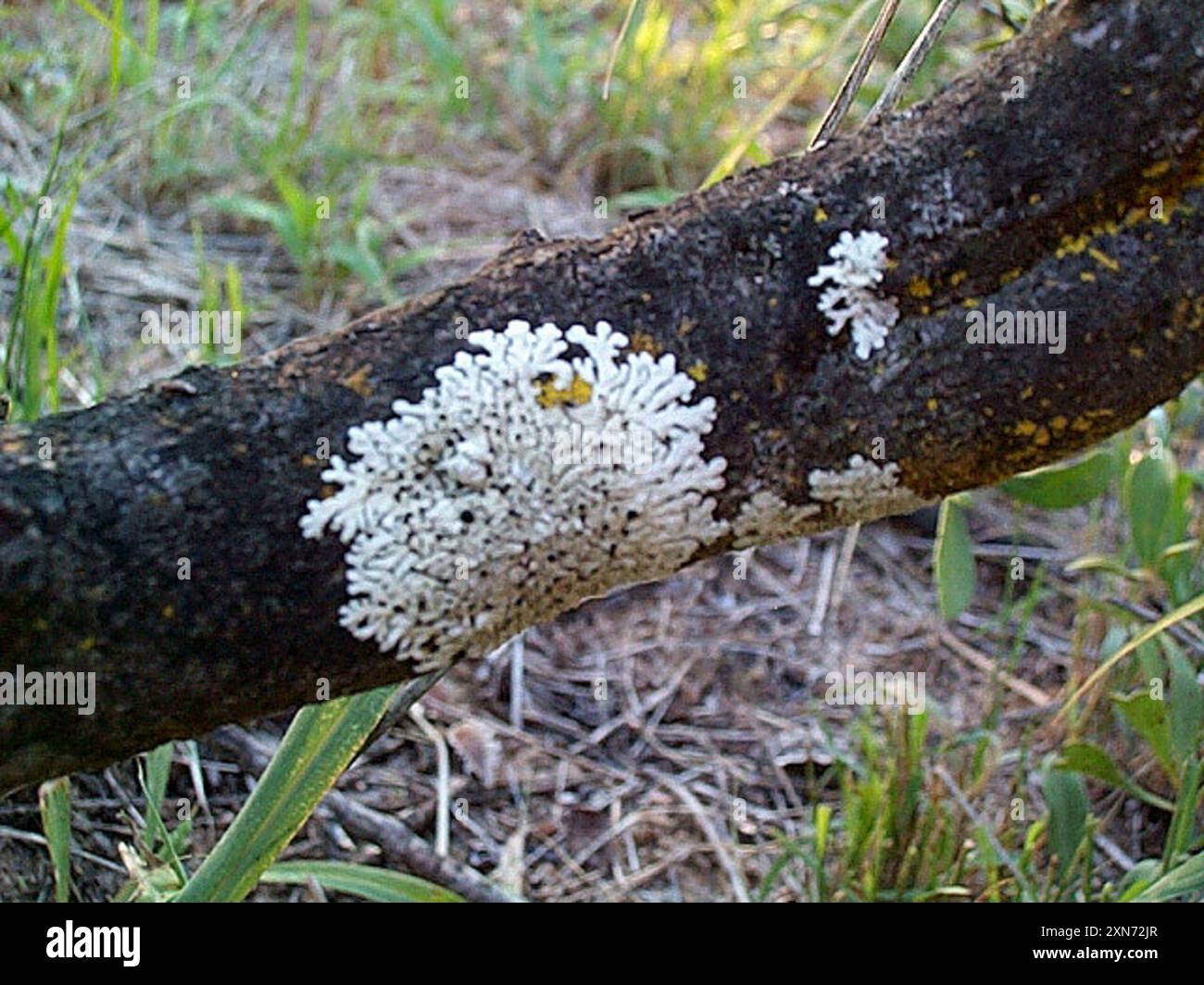 shield lichens and allies (Parmeliaceae) Fungi Stock Photo - Alamy