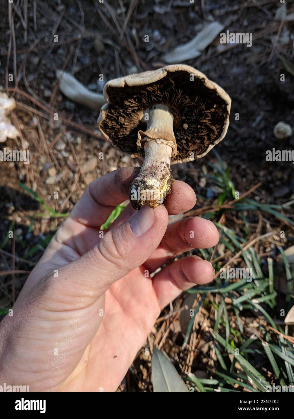 Yellow Stainer (Agaricus xanthodermus) Fungi Stock Photo - Alamy