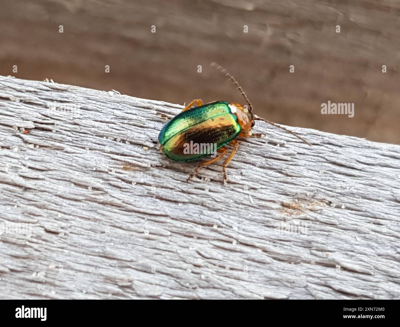 Halensis hi-res stock photography and images - Alamy