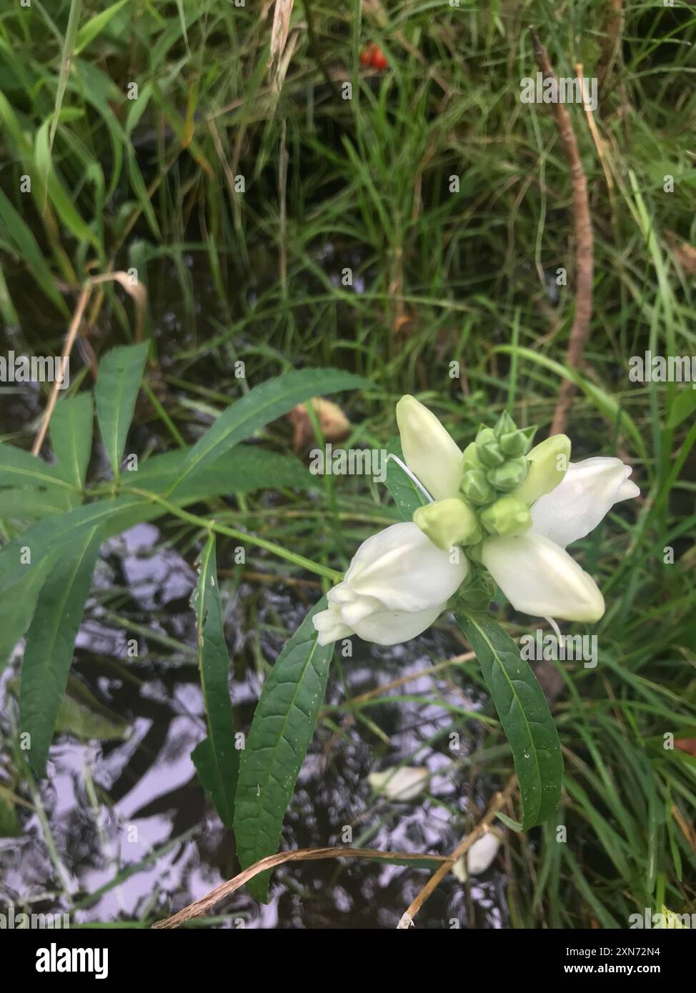 white turtlehead (Chelone glabra) Plantae Stock Photo - Alamy