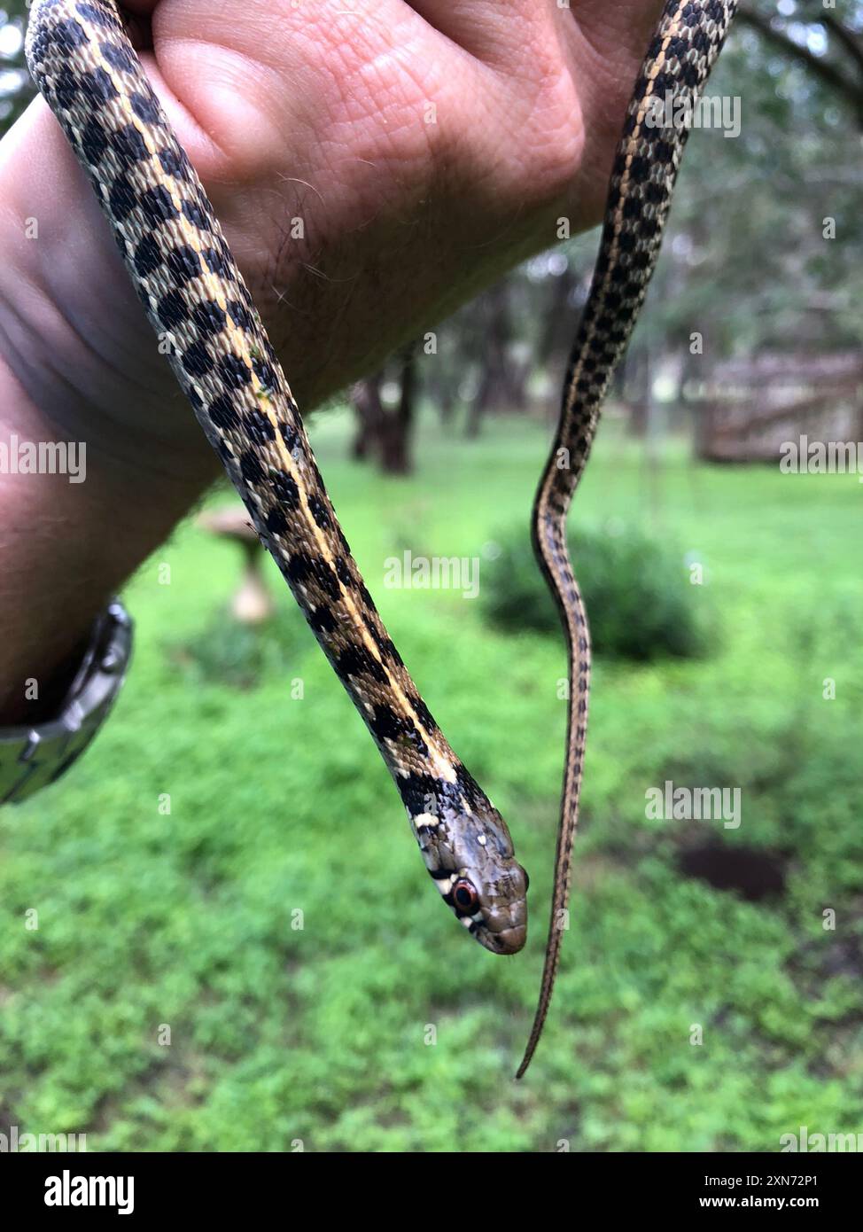 Checkered Garter Snake (Thamnophis marcianus) Reptilia Stock Photo - Alamy