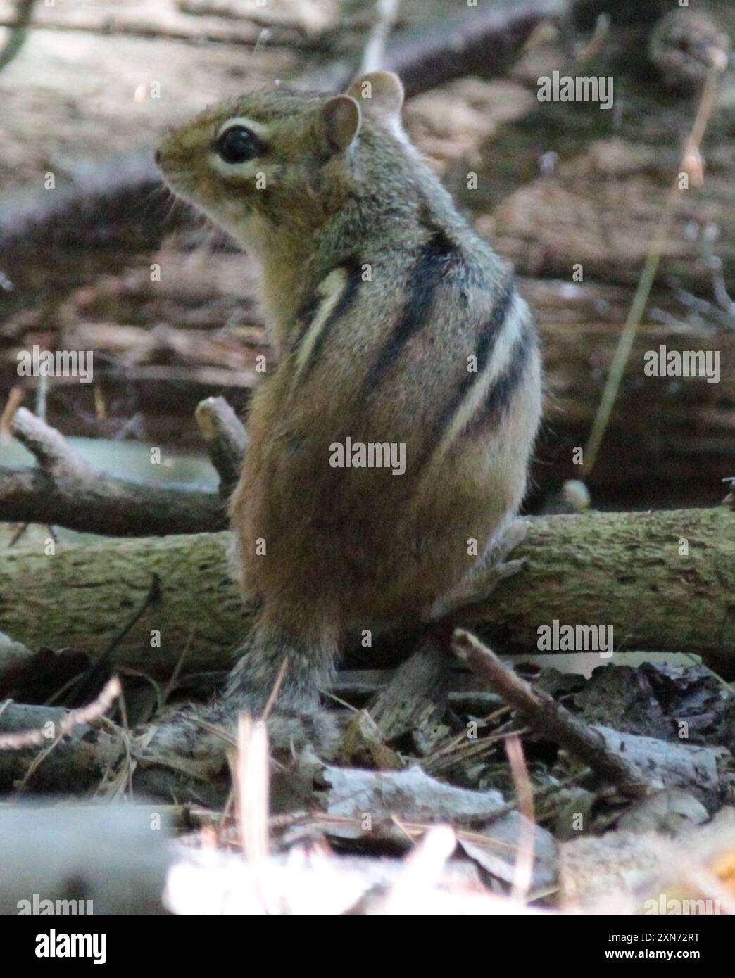 Eastern Chipmunk (Tamias striatus) Mammalia Stock Photo - Alamy