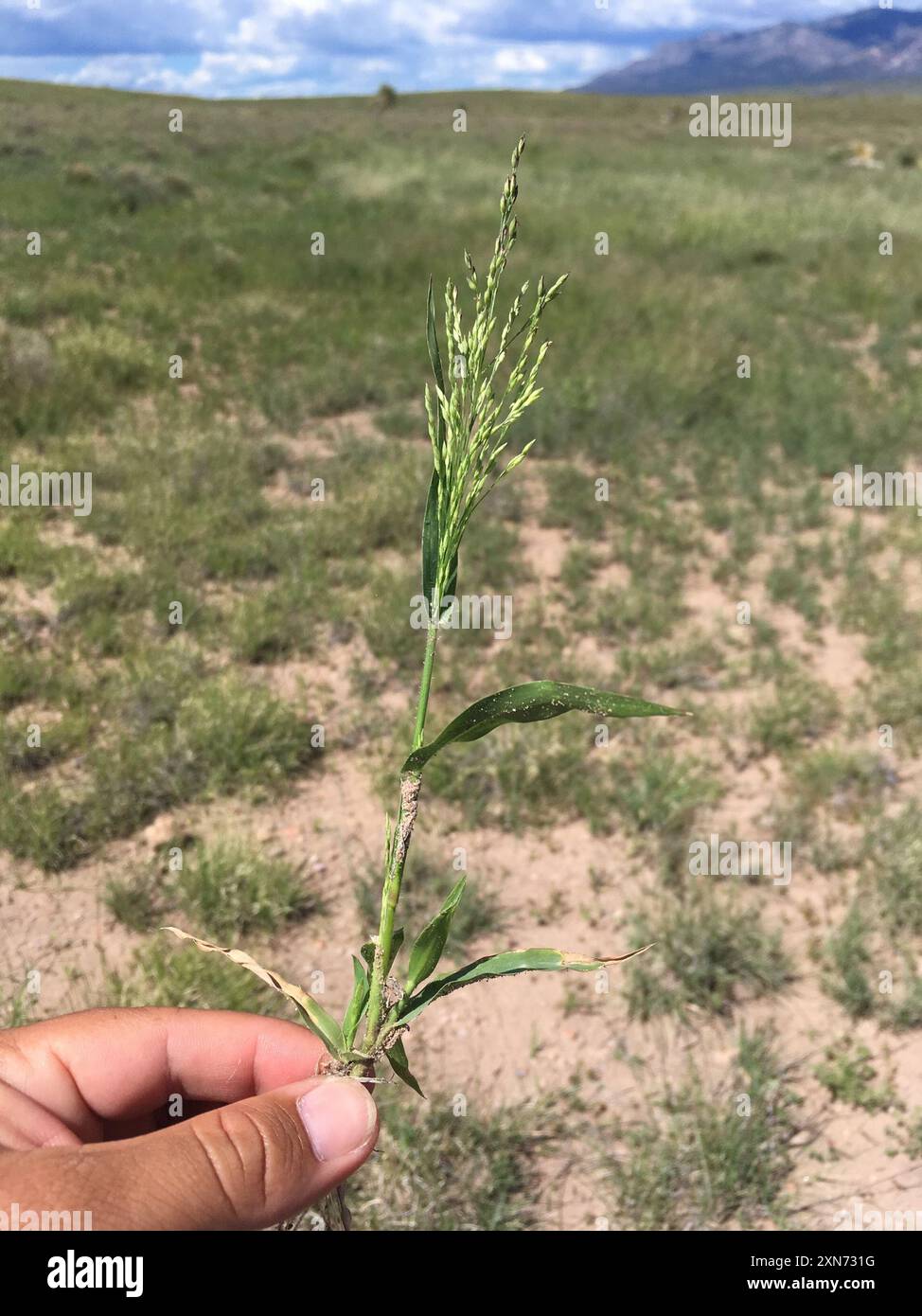 Mexican panicgrass (Panicum hirticaule) Plantae Stock Photo - Alamy