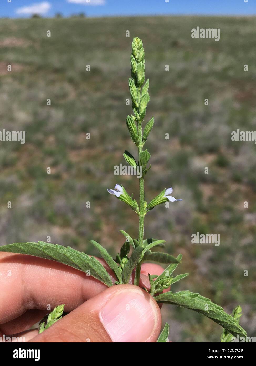 Mintweed (Salvia reflexa) Plantae Stock Photo - Alamy