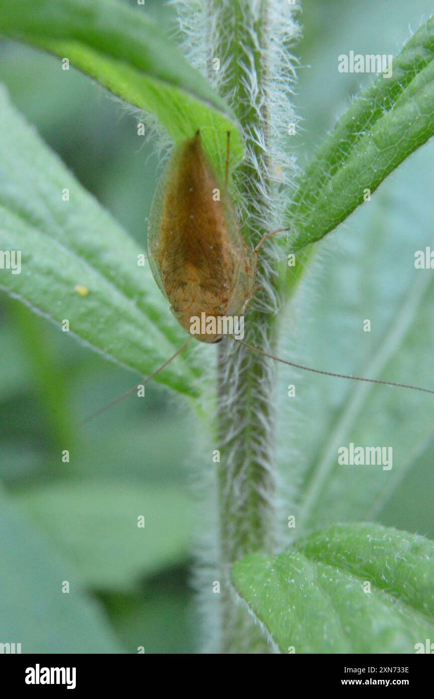 Tawny Cockroach (Ectobius pallidus) Insecta Stock Photo - Alamy