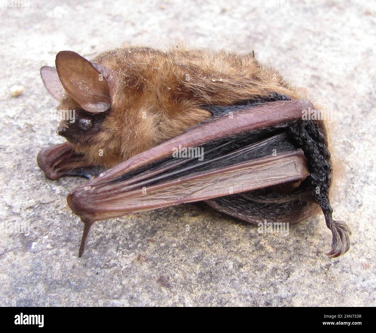 Tricolored Bat (Perimyotis subflavus) Mammalia Stock Photo - Alamy