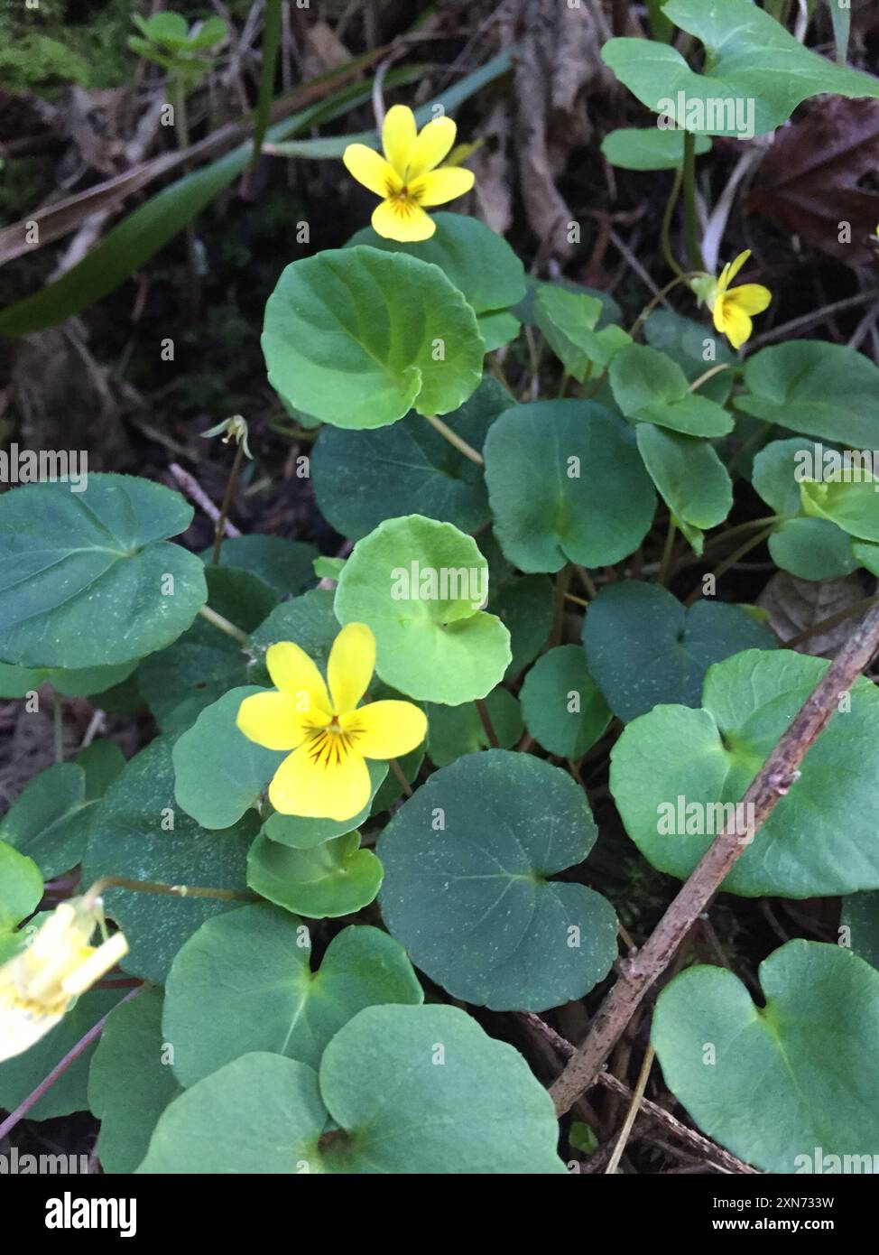 Redwood Violet (Viola sempervirens) Plantae Stock Photo - Alamy