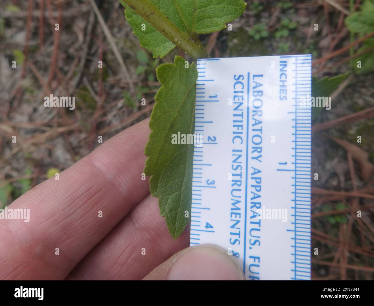 smaller white snakeroot (Ageratina aromatica) Plantae Stock Photo - Alamy