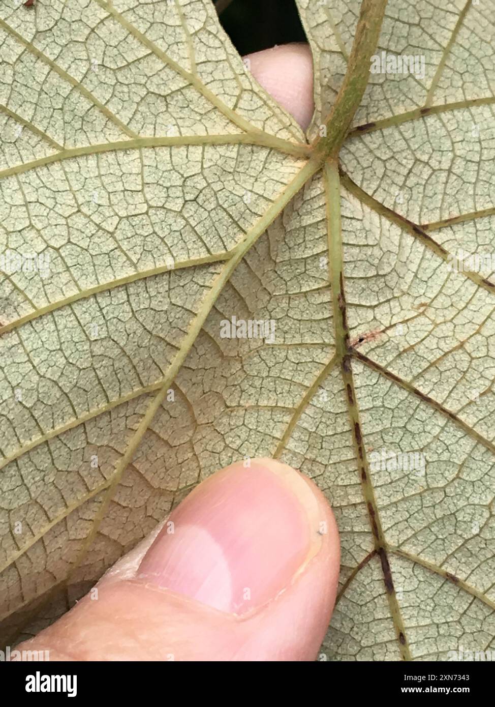 grape family (Vitaceae) Plantae Stock Photo - Alamy