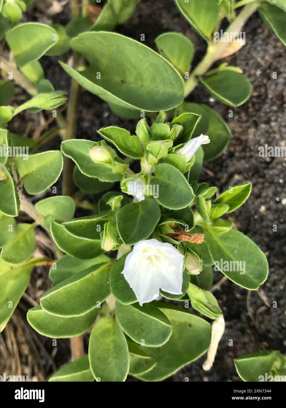 pa‘uohi‘iaka (Jacquemontia sandwicensis) Plantae Stock Photo - Alamy