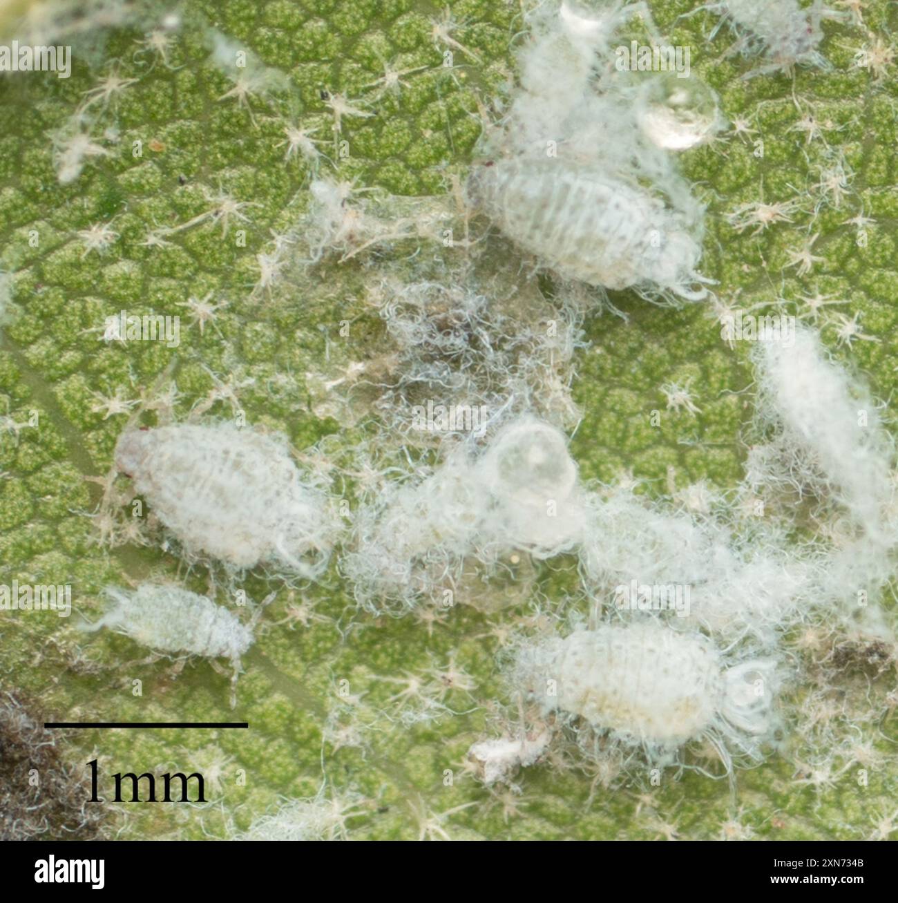 Californian Woolly Oak Aphid (Stegophylla essigi) Insecta Stock Photo ...