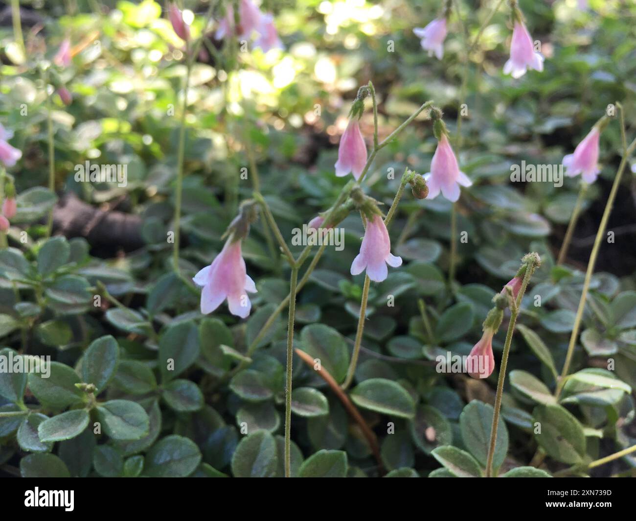Twinflower (Linnaea borealis) Plantae Stock Photo - Alamy