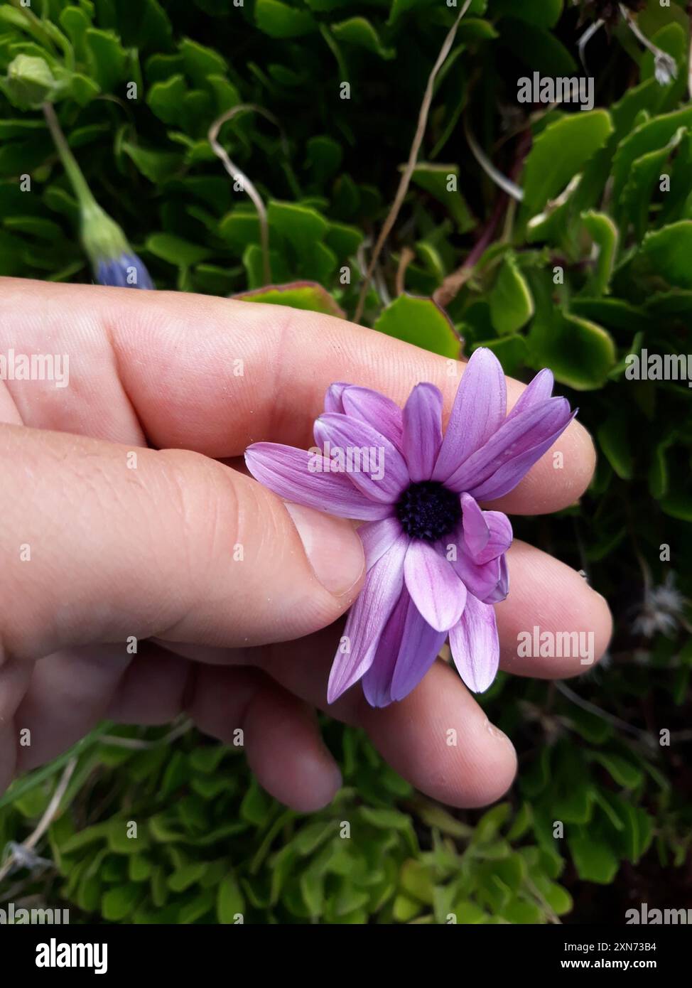 trailing African daisy (Dimorphotheca fruticosa) Plantae Stock Photo ...