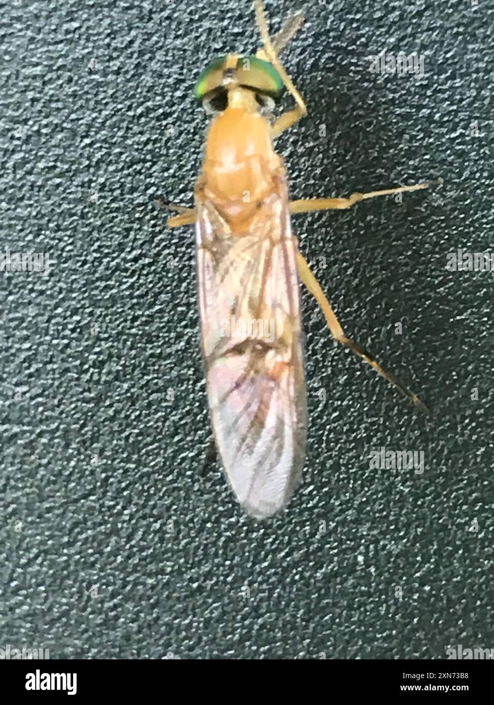 Compost Fly (Ptecticus trivittatus) Insecta Stock Photo - Alamy