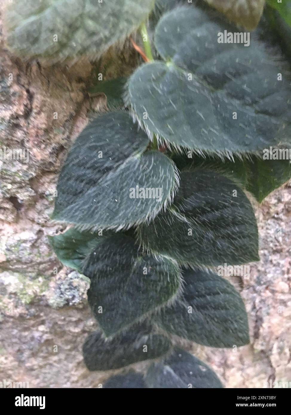 Shaggy Leaf Fig (Ficus villosa) Plantae Stock Photo - Alamy