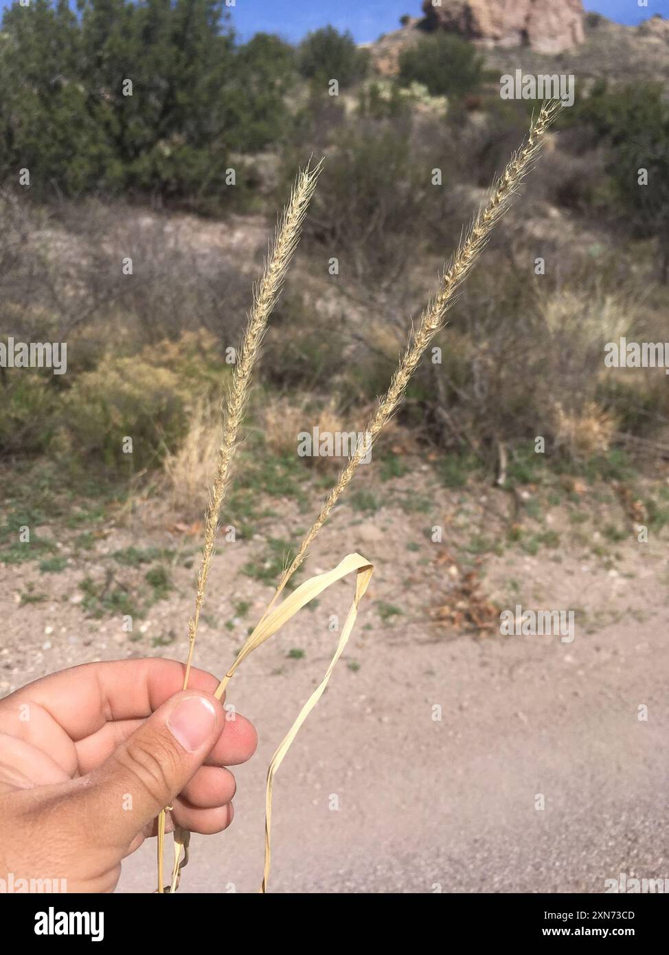 plains bristlegrass (Setaria leucopila) Plantae Stock Photo - Alamy