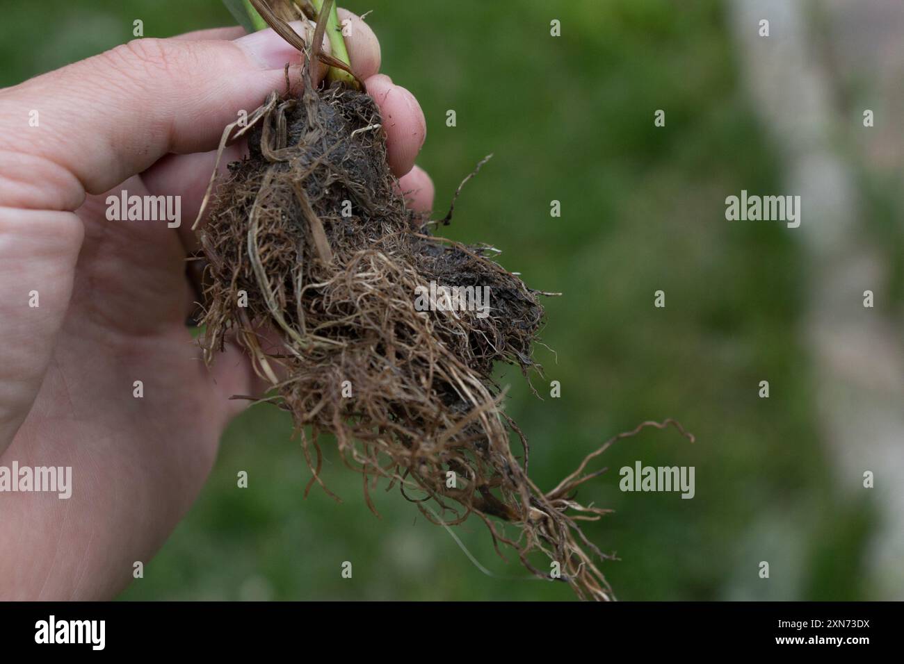 Creeping Foxtail (Alopecurus arundinaceus) Plantae Stock Photo - Alamy