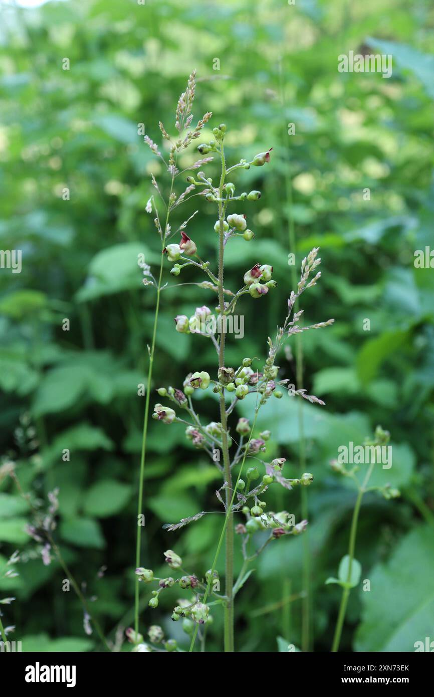 Common Figwort (Scrophularia nodosa) Plantae Stock Photo - Alamy
