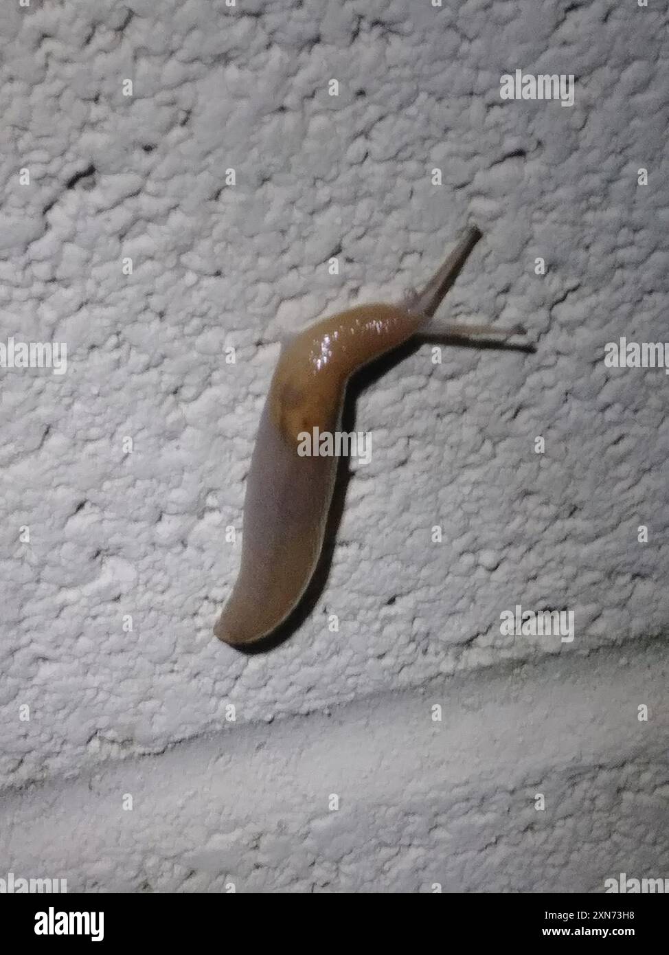 Threeband Slugs (Ambigolimax) Mollusca Stock Photo - Alamy