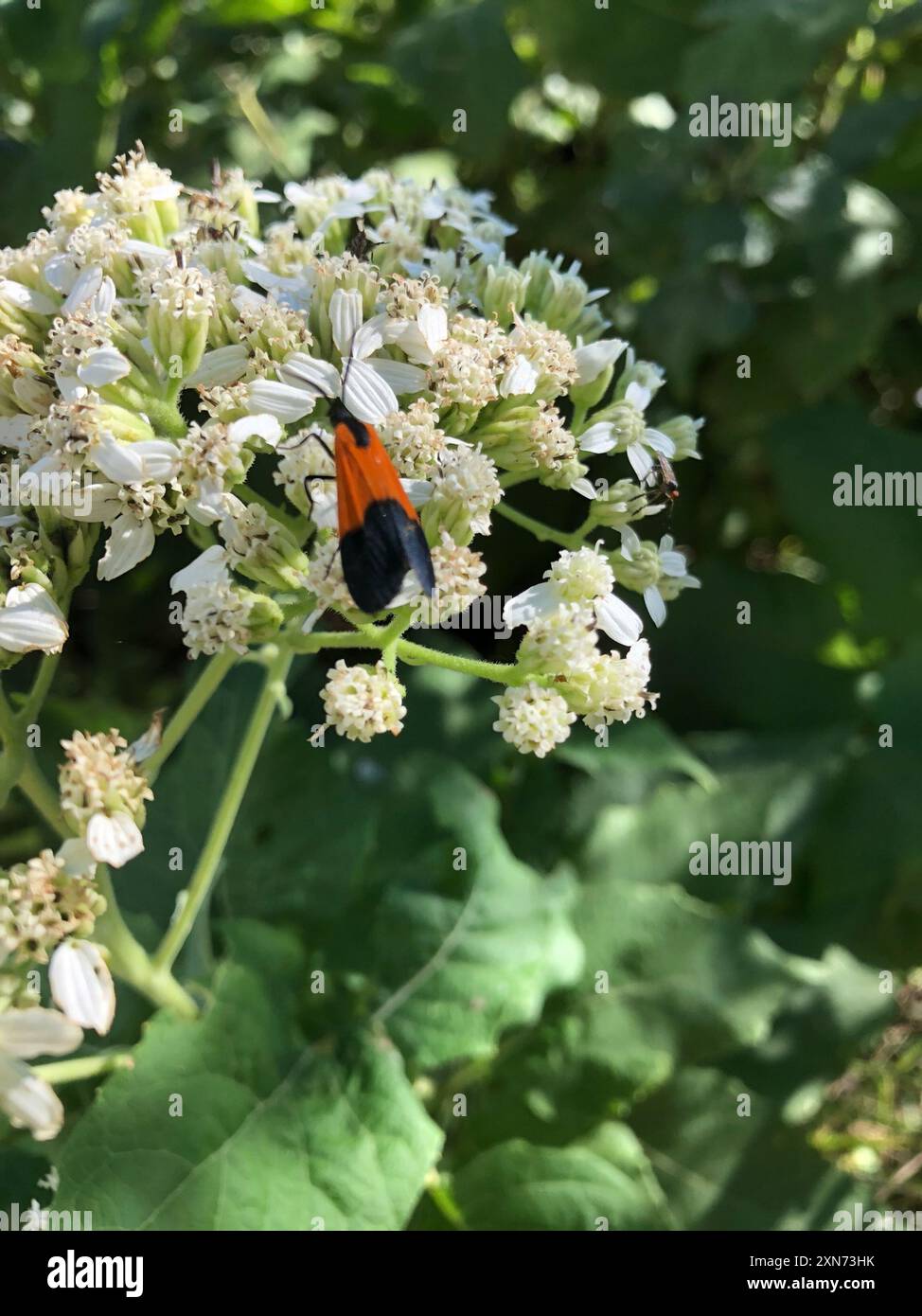 Black-and-yellow Lichen Moth (Lycomorpha pholus) Insecta Stock Photo ...