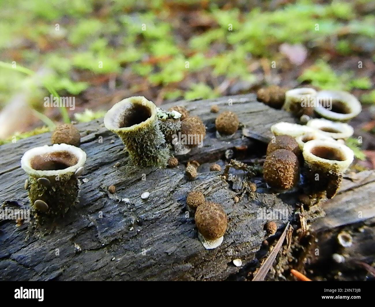 Nidula niveotomentosa hi-res stock photography and images - Alamy