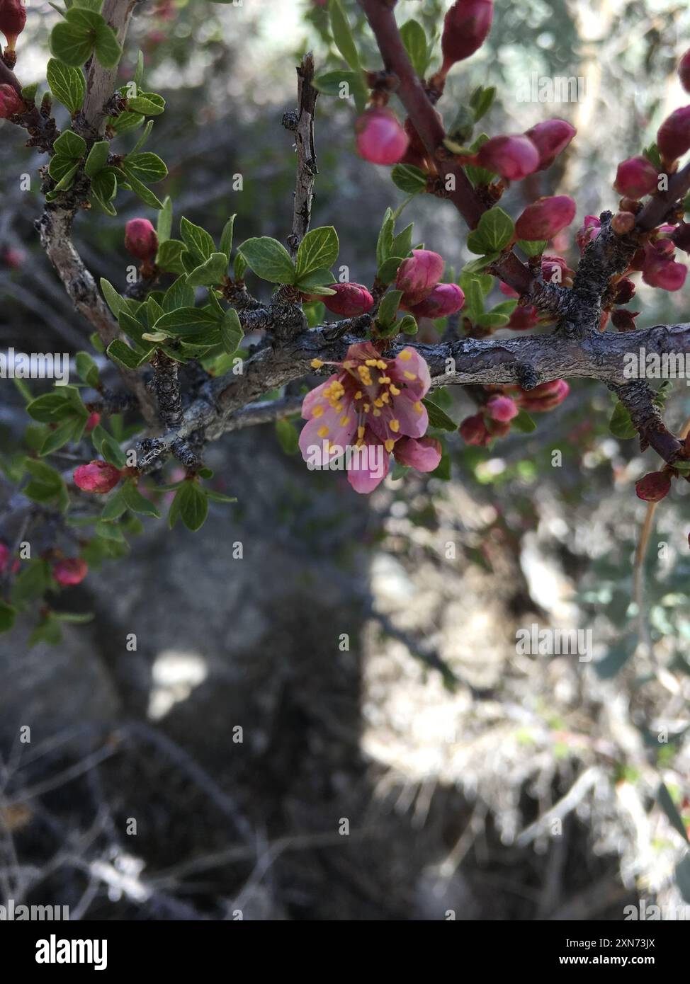 Desert Peach (Prunus andersonii) Plantae Stock Photo - Alamy
