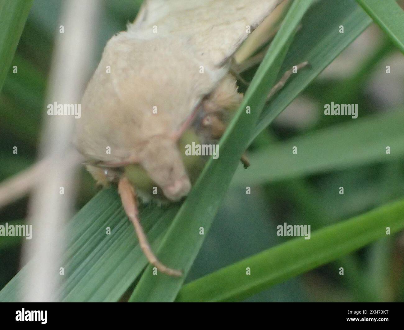 Corn Earworm Moth (Helicoverpa zea) Insecta Stock Photo - Alamy