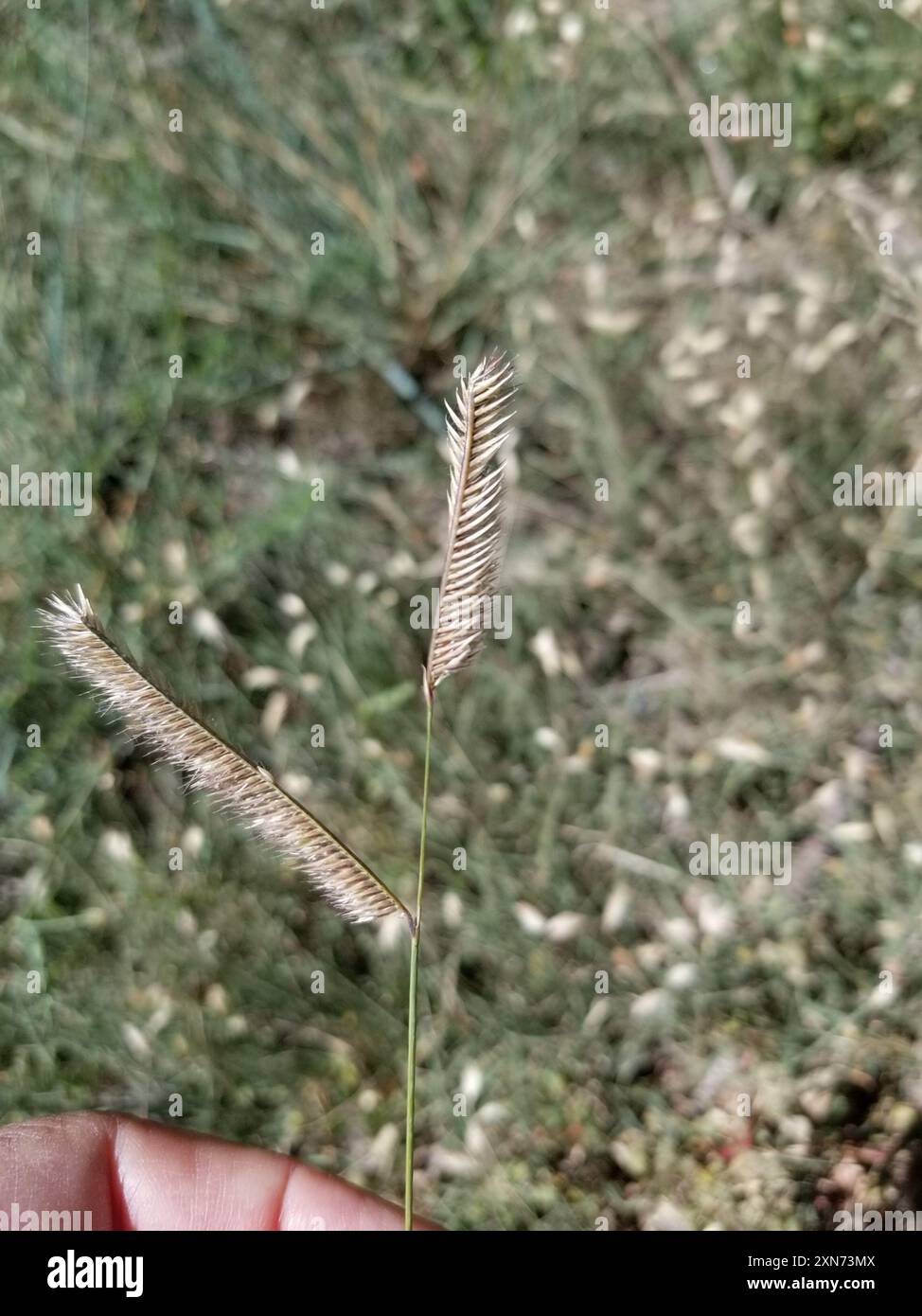Blue Grama (Bouteloua gracilis) Plantae Stock Photo - Alamy