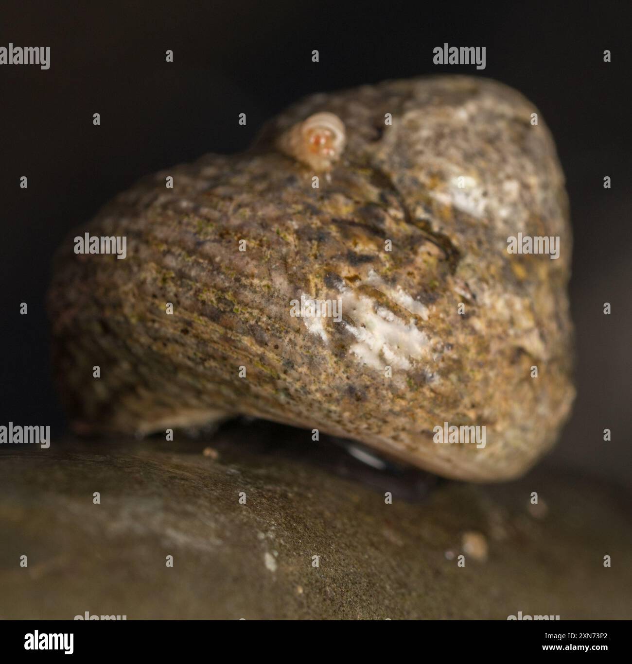 Western Banded Tegula (Tegula eiseni) Mollusca Stock Photo - Alamy
