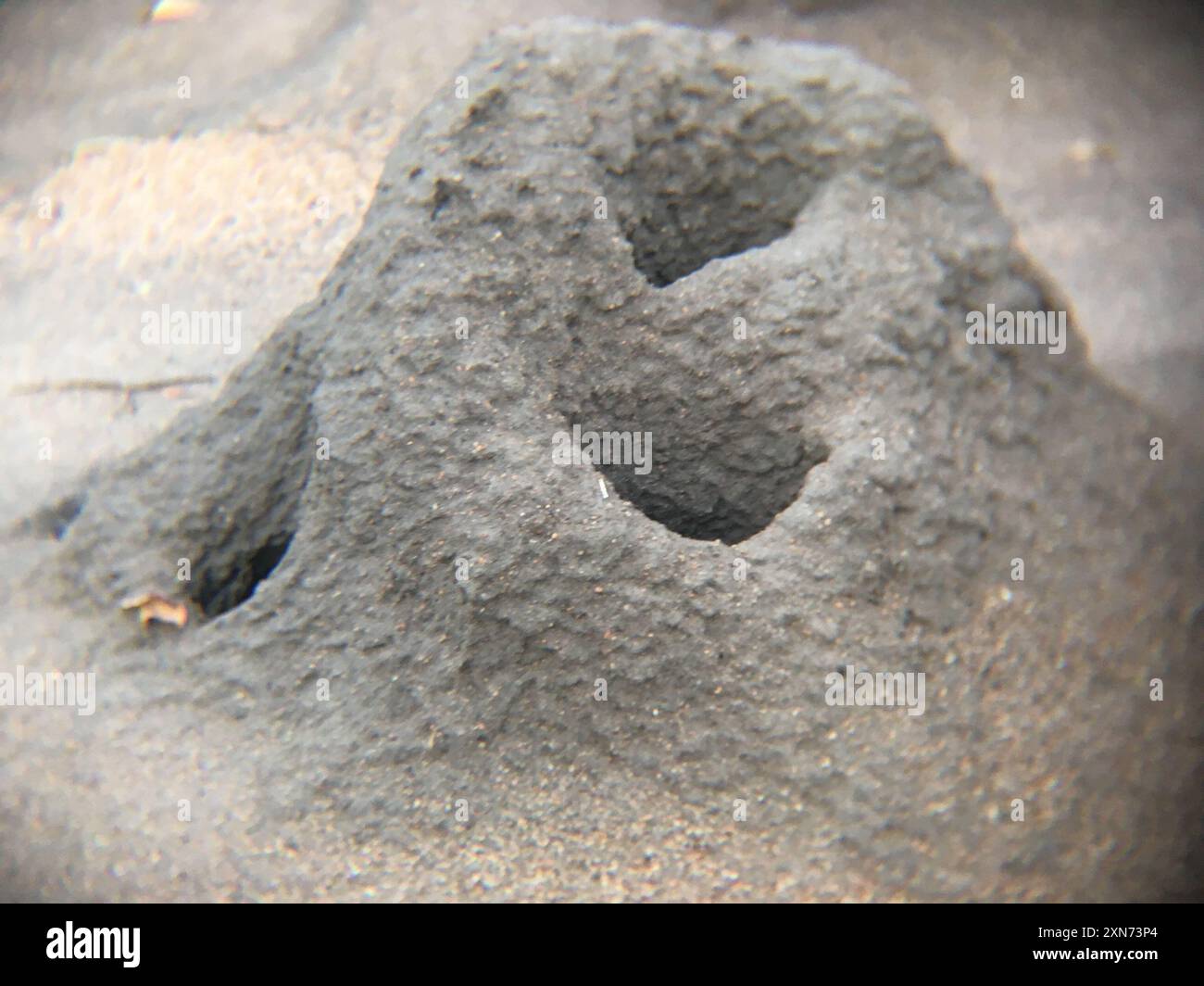 fungus-growing termites (Macrotermitinae) Insecta Stock Photo - Alamy