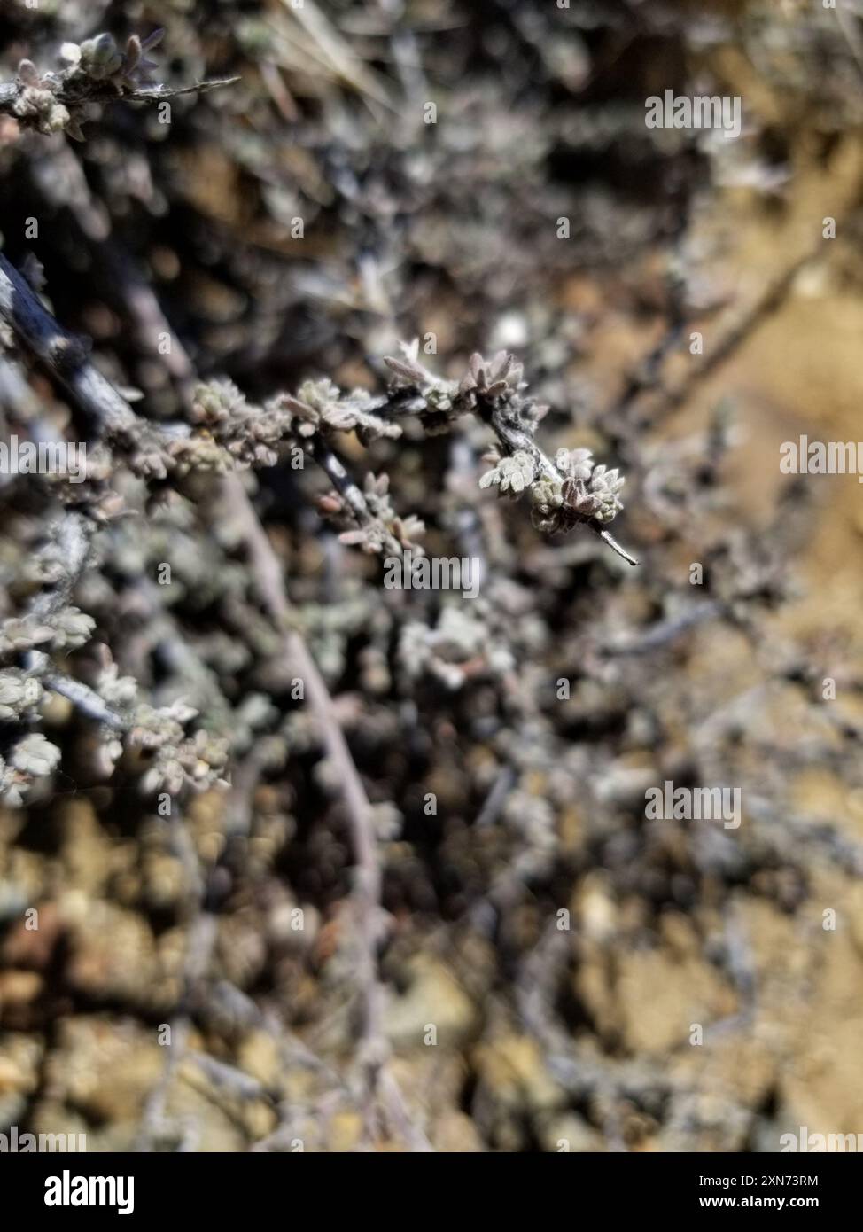 Littleleaf Rhatany (Krameria erecta) Plantae Stock Photo - Alamy