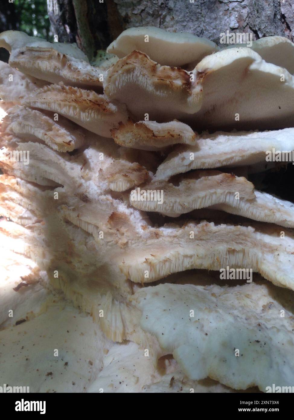 Northern Tooth (Climacodon septentrionalis) Fungi Stock Photo - Alamy