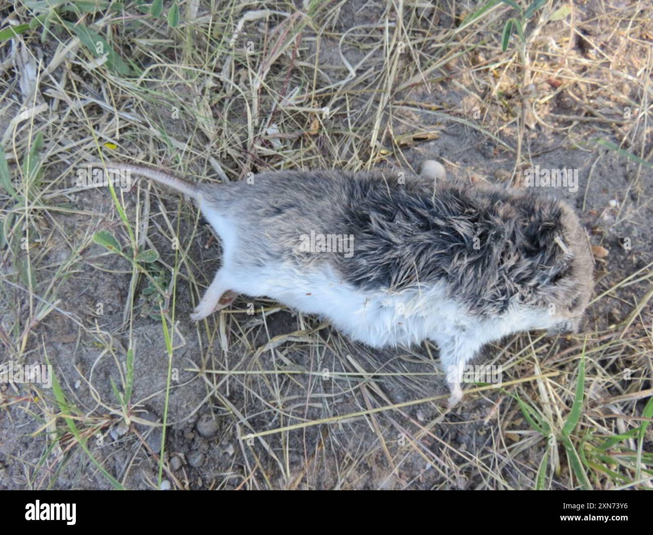 Southern African Pouched Mouse (Saccostomus campestris) Mammalia Stock ...