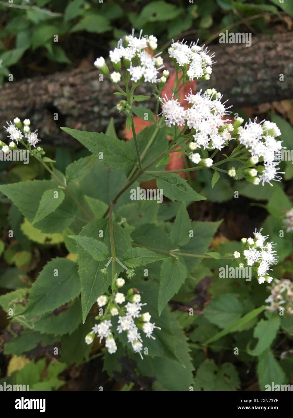 white snakeroot (Ageratina altissima) Plantae Stock Photo - Alamy